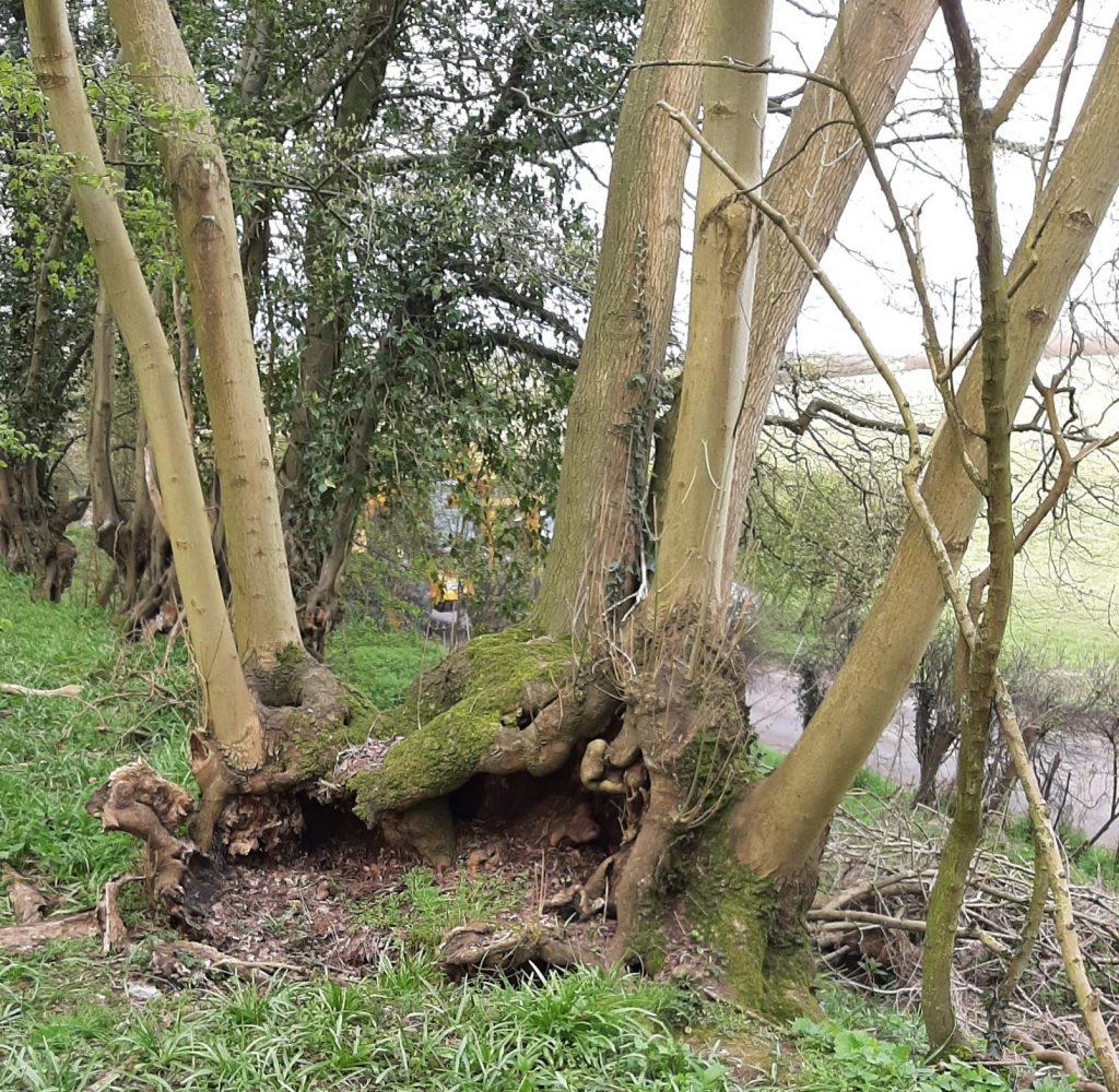 Projects Archive - John Cromar’s Arboricultural Company